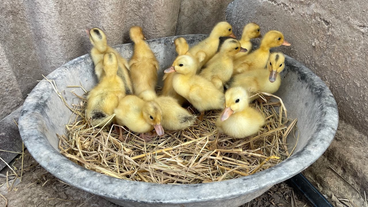 Amazing 20 Baby Duck Hatching From Eggs - Cute Cute Duck New Born - YouTube