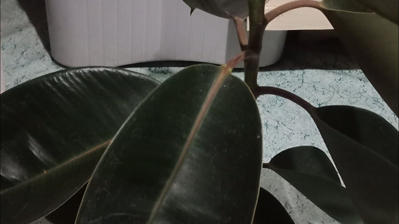 repotting rubber tree,@josephinebauyon - YouTube