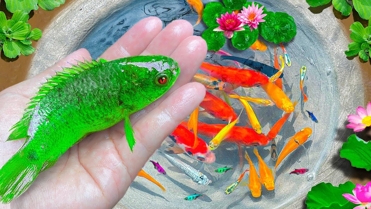 Surprise Catch Perch In Mini Lakes, Kim Kim Fish, Koi Fish, Guppies ...