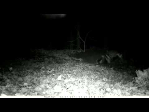 More Newcastle badgers - YouTube