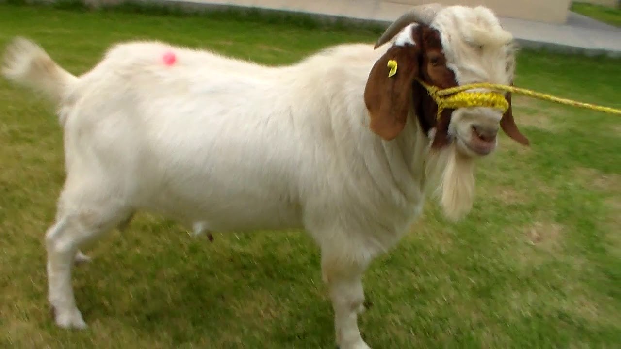 chivo boer semental Criadero Montero Puebla, whats 237 106 28 47 #chivo ...