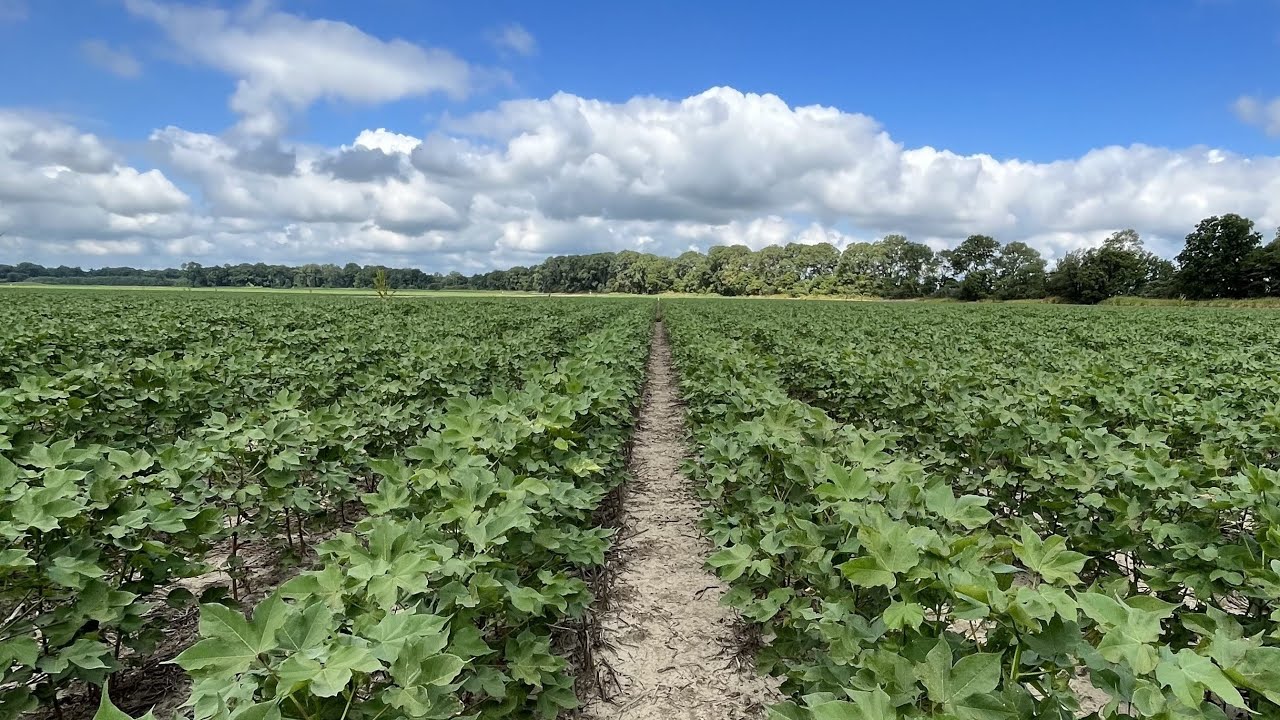 Evaluating an NPE cotton plot - YouTube