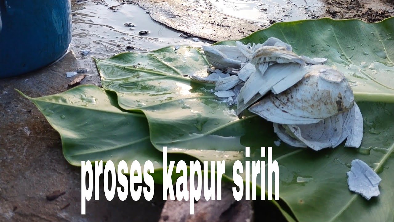 cara membuat kapur sirih dari kulit lokan// buah tomato yg segar. - YouTube