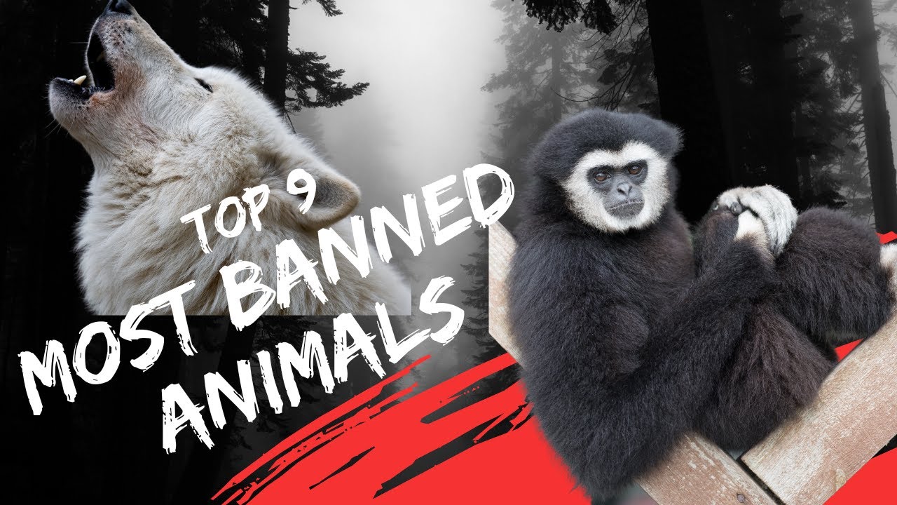 Top 9 Most Banned Animals | Wildlife | Amazing Animals - YouTube
