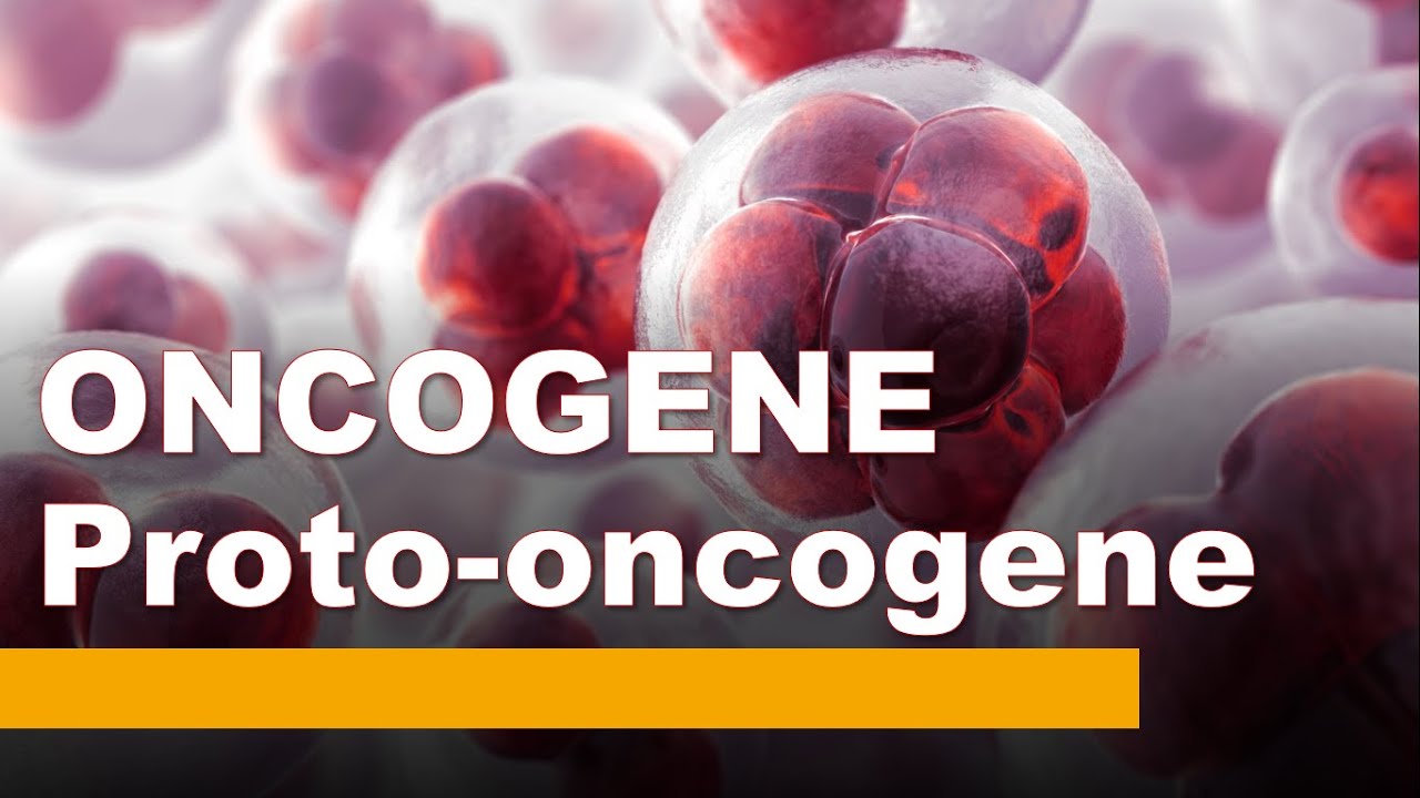 𝗢𝗻𝗰𝗼𝗴𝗲𝗻𝗲 𝗮𝗻𝗱 𝗣𝗿𝗼𝘁𝗼-𝗼𝗻𝗰𝗼𝗴𝗲𝗻𝗲, RAS gene and Myc gene - YouTube