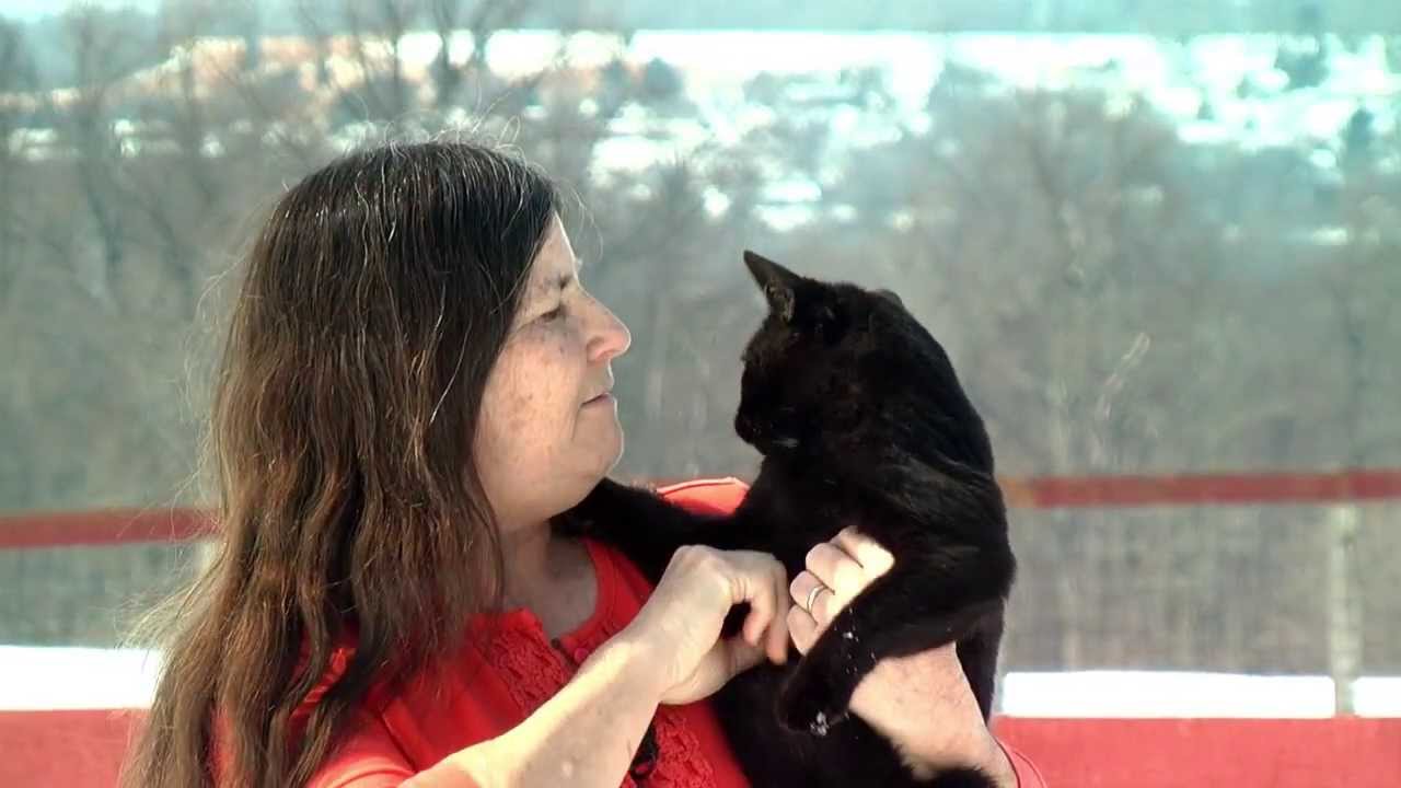Yes you can trace Meridian on a cat - By Sandi Roberts - YouTube