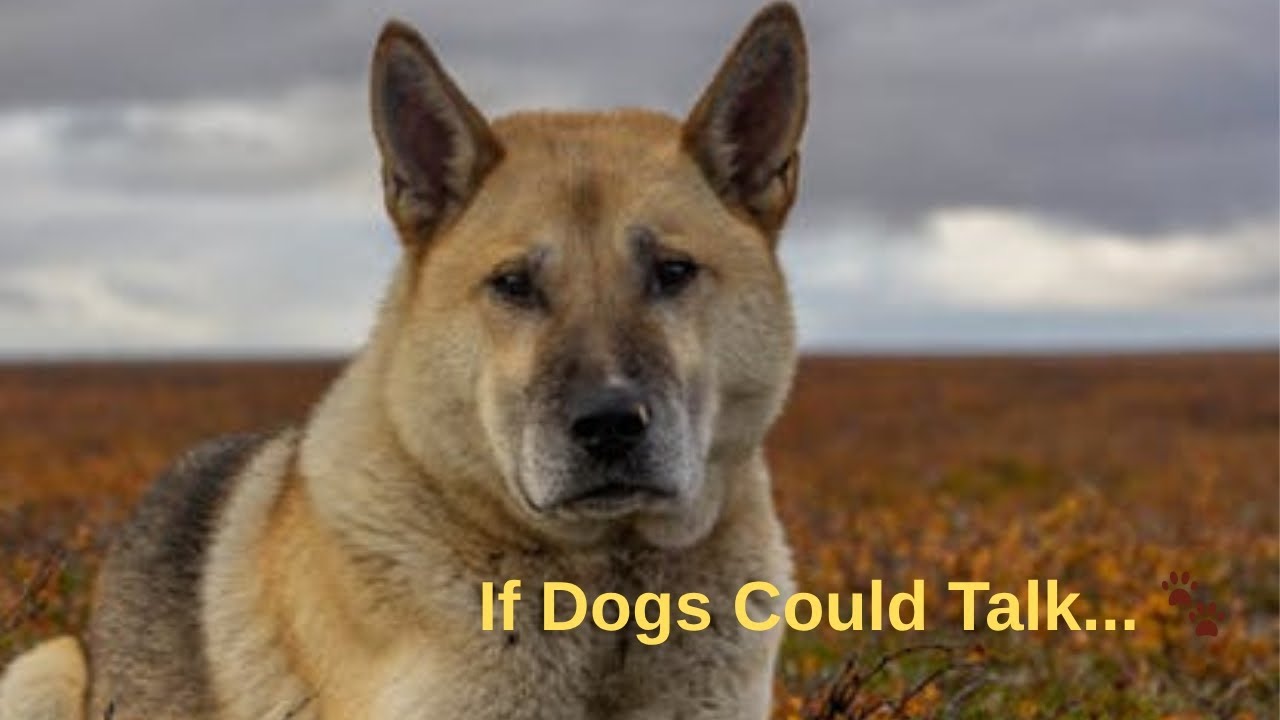 If Dogs Could Talk... 🐾 #dogs #doglove - YouTube
