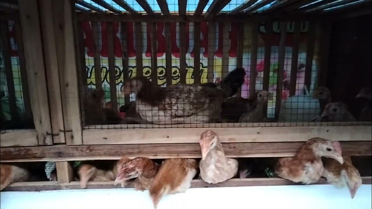 belajar ternak ayam elba ,ayam petelur kampung yg produktif,,, - YouTube
