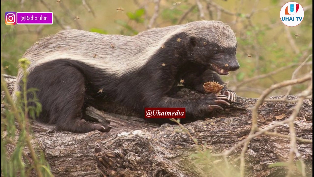 FAHAMU ZAIDI YA JANA -MFAHAMU NYEGERE MNYAMA ASIYEOGOPA - YouTube