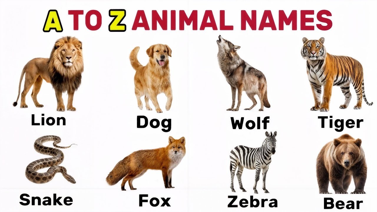 Animals Vocabulary A to Z | Learn 26 Animal Names in English Alphabet ...
