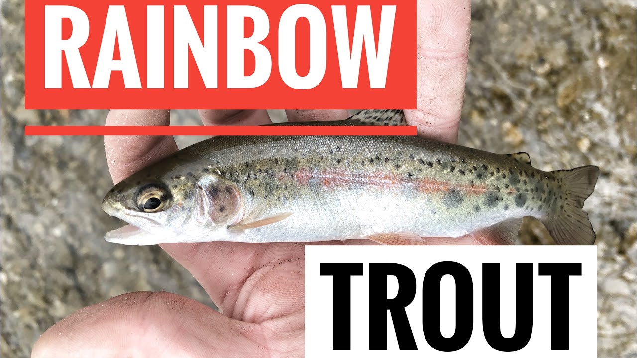 TROUT opener!(catching rainbow trout aka steelhead) - YouTube