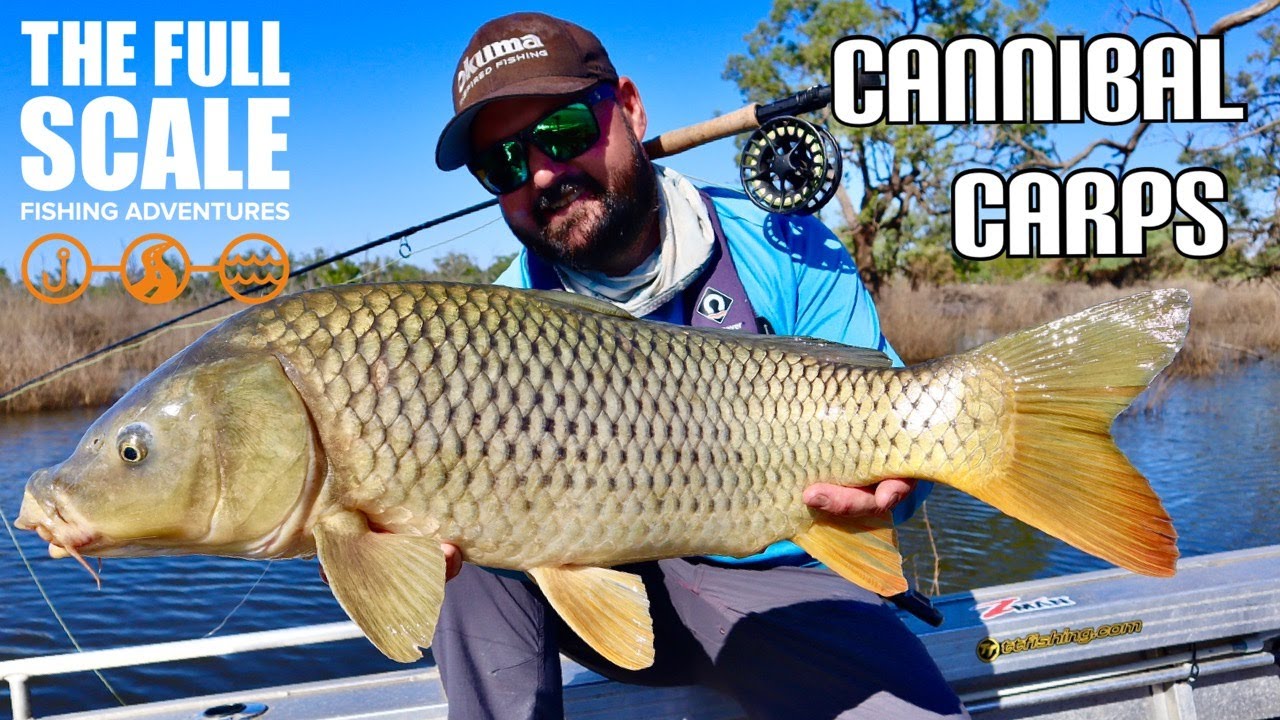Cannibal Carps | Fly Fishing | The Full Scale - YouTube