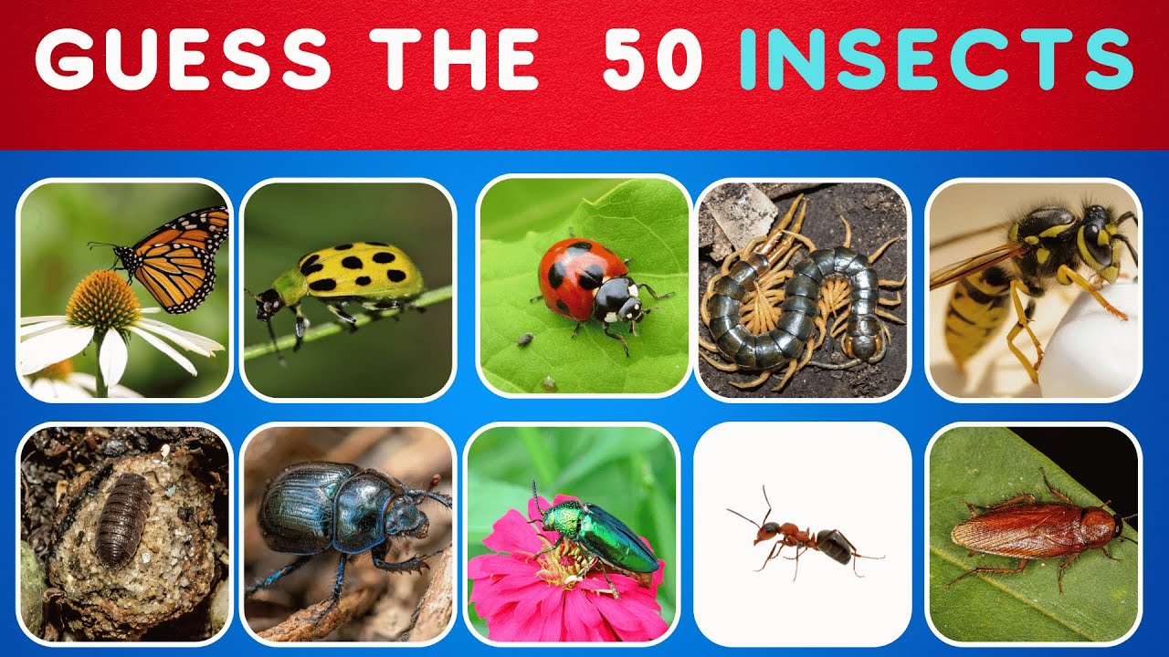 Insect Trivia | Guess 50 insect | Bug Trivia - YouTube