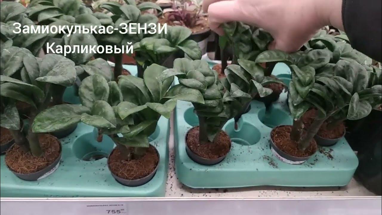 Замиокулькас карликовый Зензи! Купила в Лемана -Про, бывший (Леруа ...