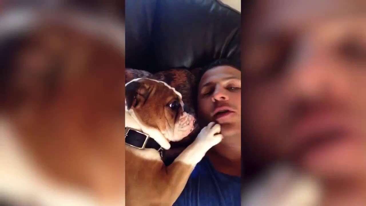 662.Hilarious Pet Bloopers You Need To Watch Compilation 2017 _ Funny ...