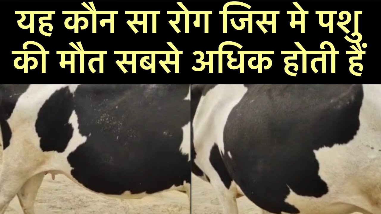 Faecolith l Intussusception l Tympani l Bloat l Dr Umar Khan - YouTube