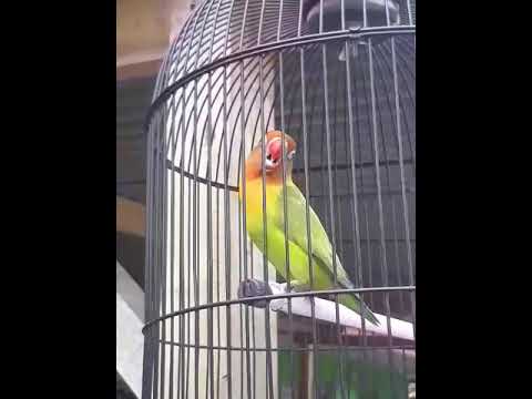 AKAN TAMPIL LOVEBIRD MAININ LIDAH ASAL KOTA TAHU  - WIRASENA SF
