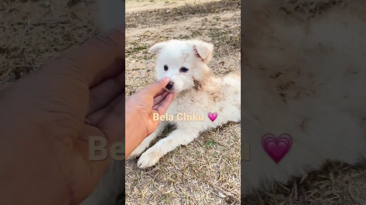 Masoom cute 🥰 Chiku Bela || Real Insaan Shorts - YouTube