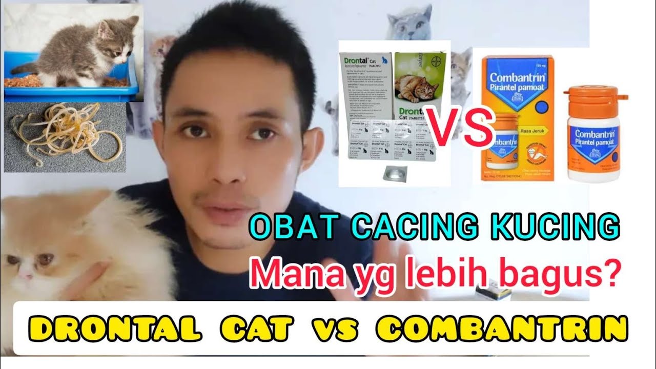 OBAT CACING KUCING - OBAT KUCING CACINGAN Drontal Cat dan combantrin ...