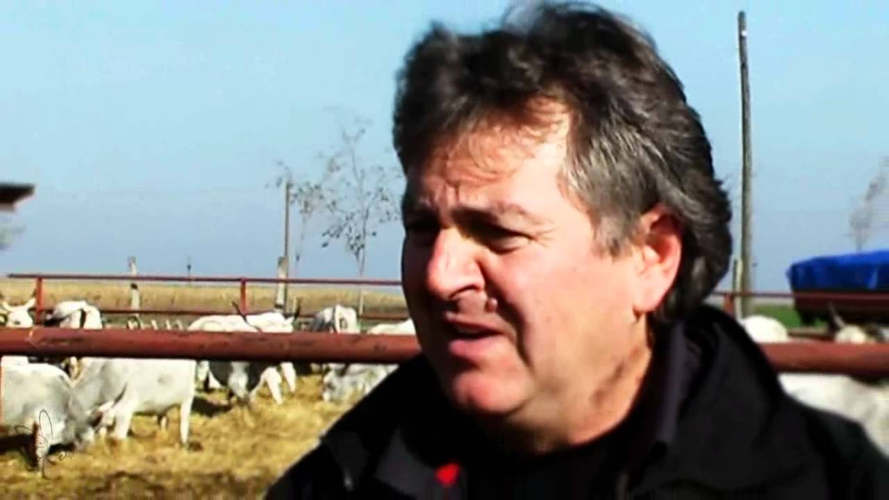 " SRBIJA RADI " : Prilog 0021 , Autohtone rase goveda - YouTube