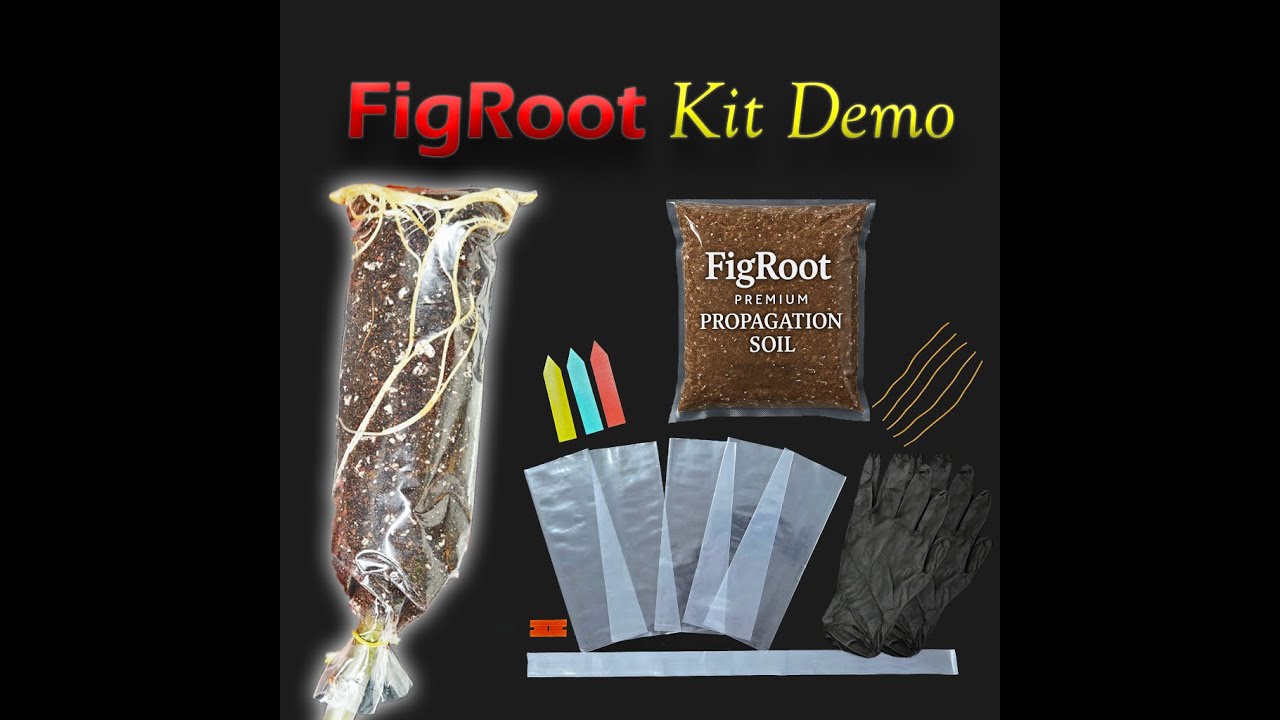 Root Fig Cuttings Fast: Step-by-Step Guide using FigRoot™ Kit - YouTube