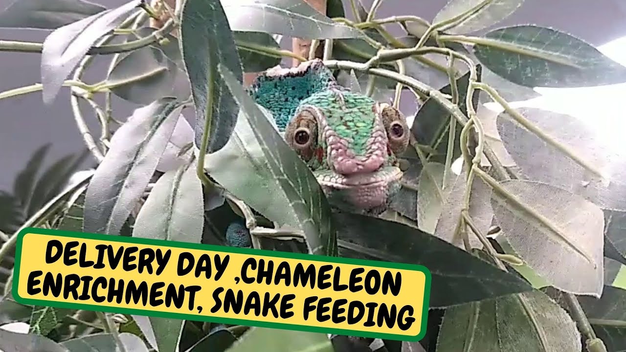 Delivery Day, Chameleon Enrichment, Snake Feeding, I Get Bit Again ...