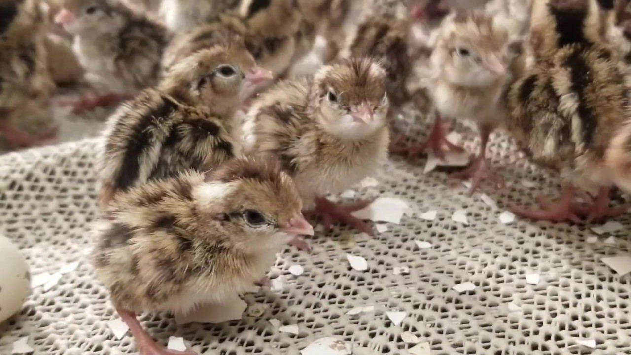 Valley Quail Chicks