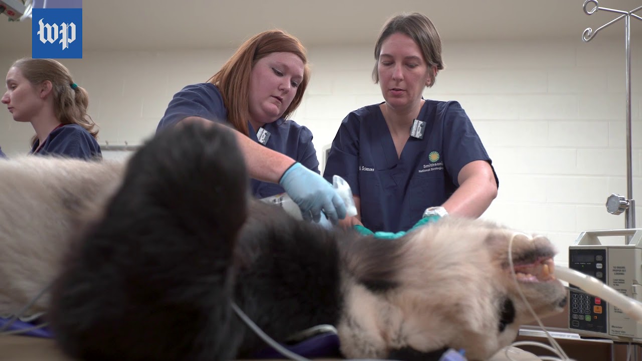 Giant panda Tian Tian put under anesthesia for medical checkup - YouTube