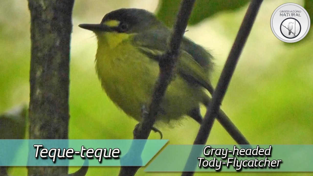 Teque-teque (Todirostrum poliocephalum) - YouTube