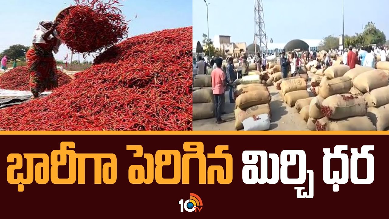 Mirchi Price: భారీగా పెరిగిన మిర్చి ధర | Red Chilli Price | 10TV - YouTube