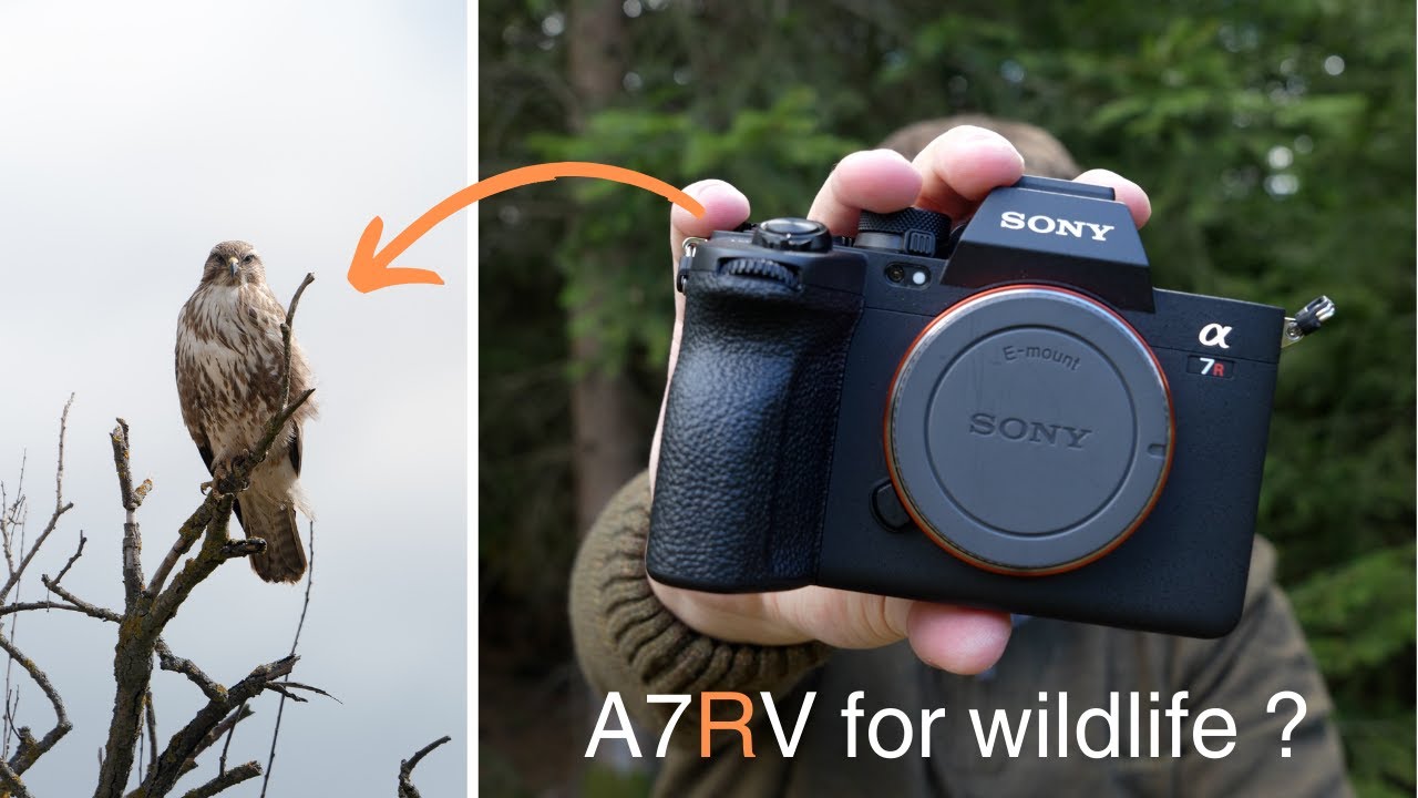 Sony A7RV Wildlife Review! - YouTube