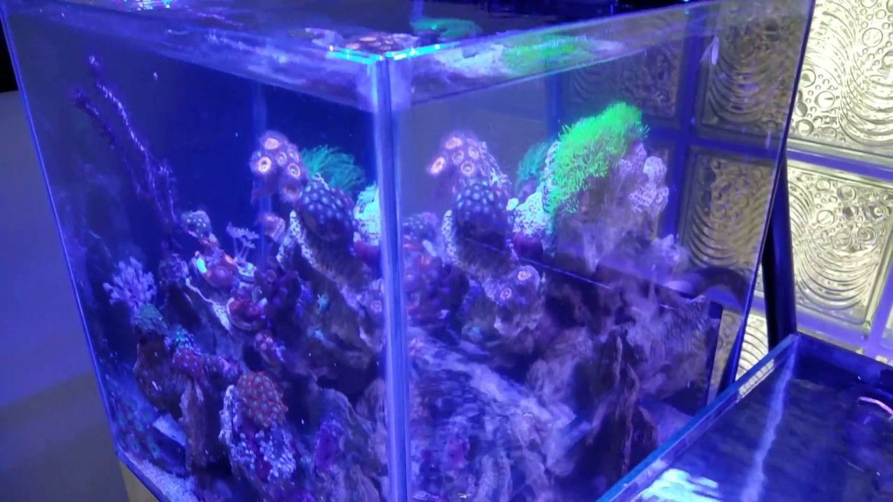 This mixed mini reef its rocking!! - YouTube