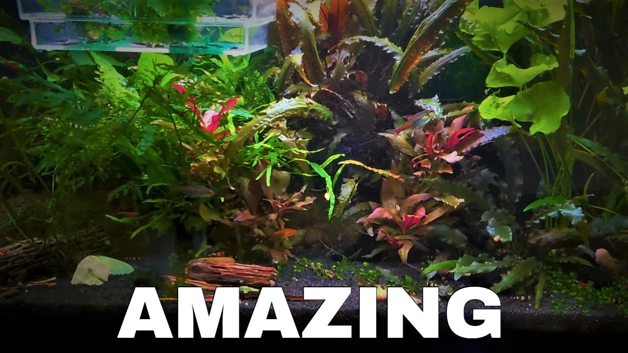 Planted Shrimp Tanks Setup of George Kohn - - Shrimp Keeping - YouTube