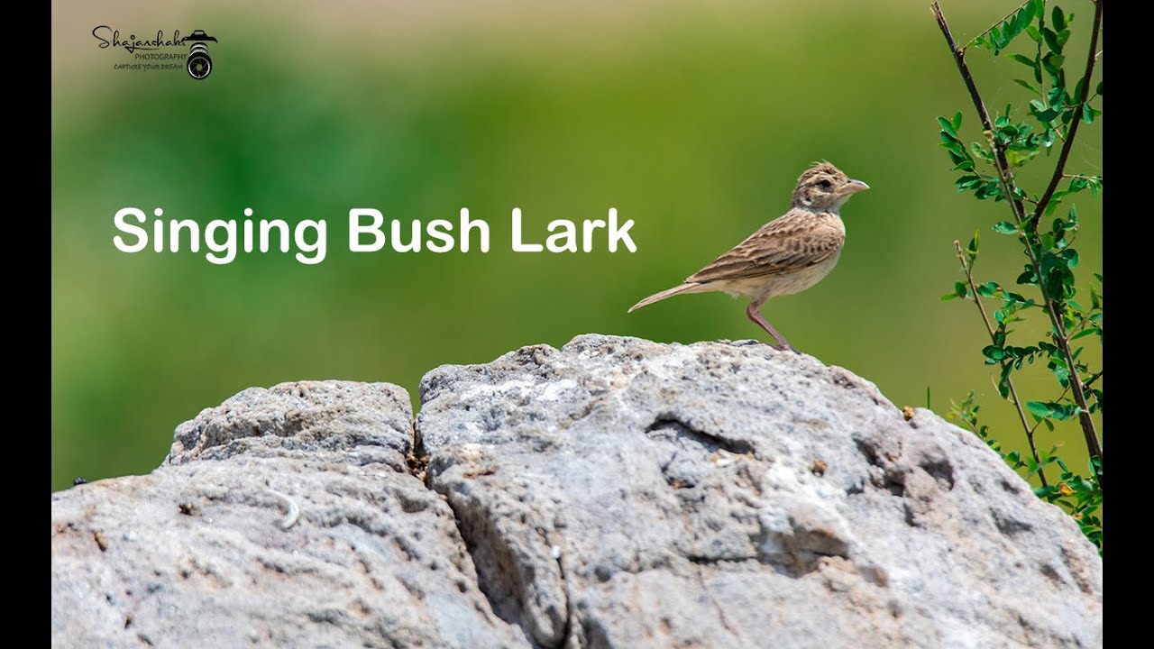 Singing Bushlark Mirafra cantillans | Indian Bushlark - YouTube