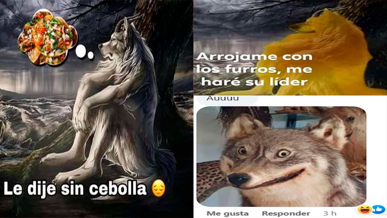 🐺 MEMES de los LOBOS 😂 La mejor selección - YouTube