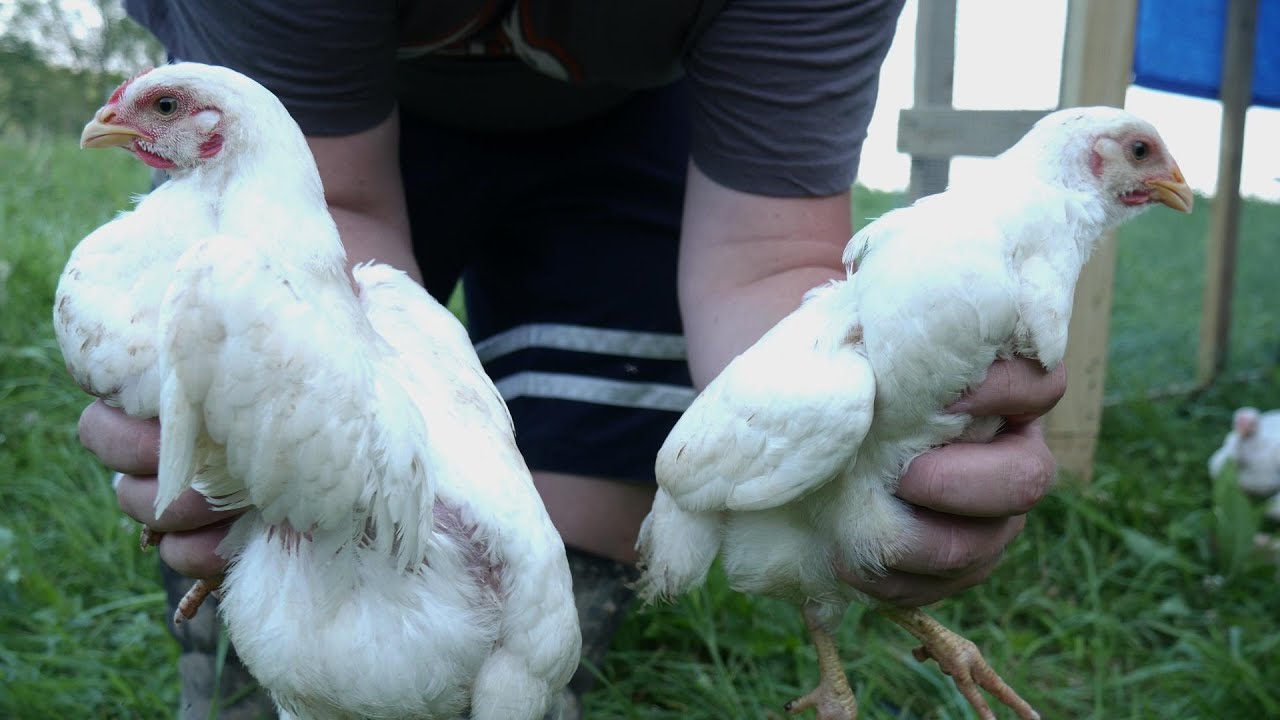 Week 4 of the Cornish Cross/Slow Growing White Broilers #WelpHatchery - YouTube