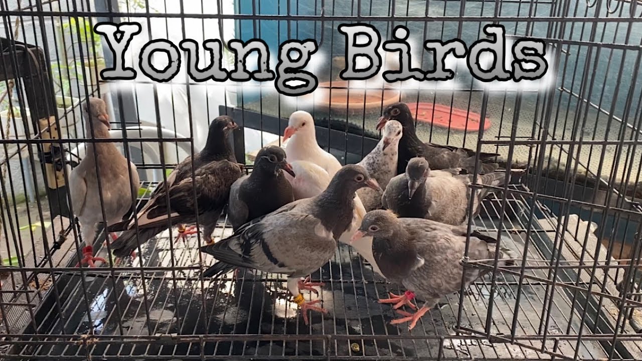 Racing Pigeons | New Young Birds | Off Color Breeding - YouTube