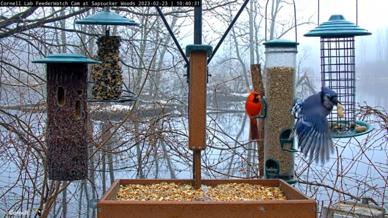 Peanut-Crazed Acrobats! Blue Jays Clear Out Cornell Feeders – Feb. 23 ...