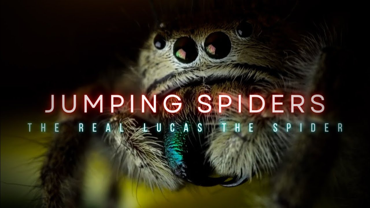 Jumping spiders "the REAL lucas the spider" - YouTube