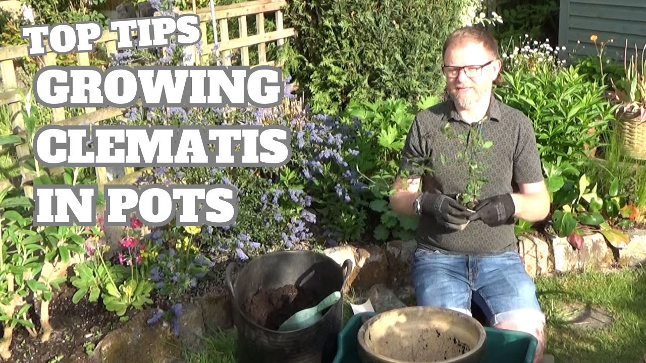 How to Grow Clematis in Pots | Growing Clematis in Containers ...