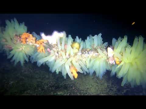 Diving Gulen House Reef, Norway