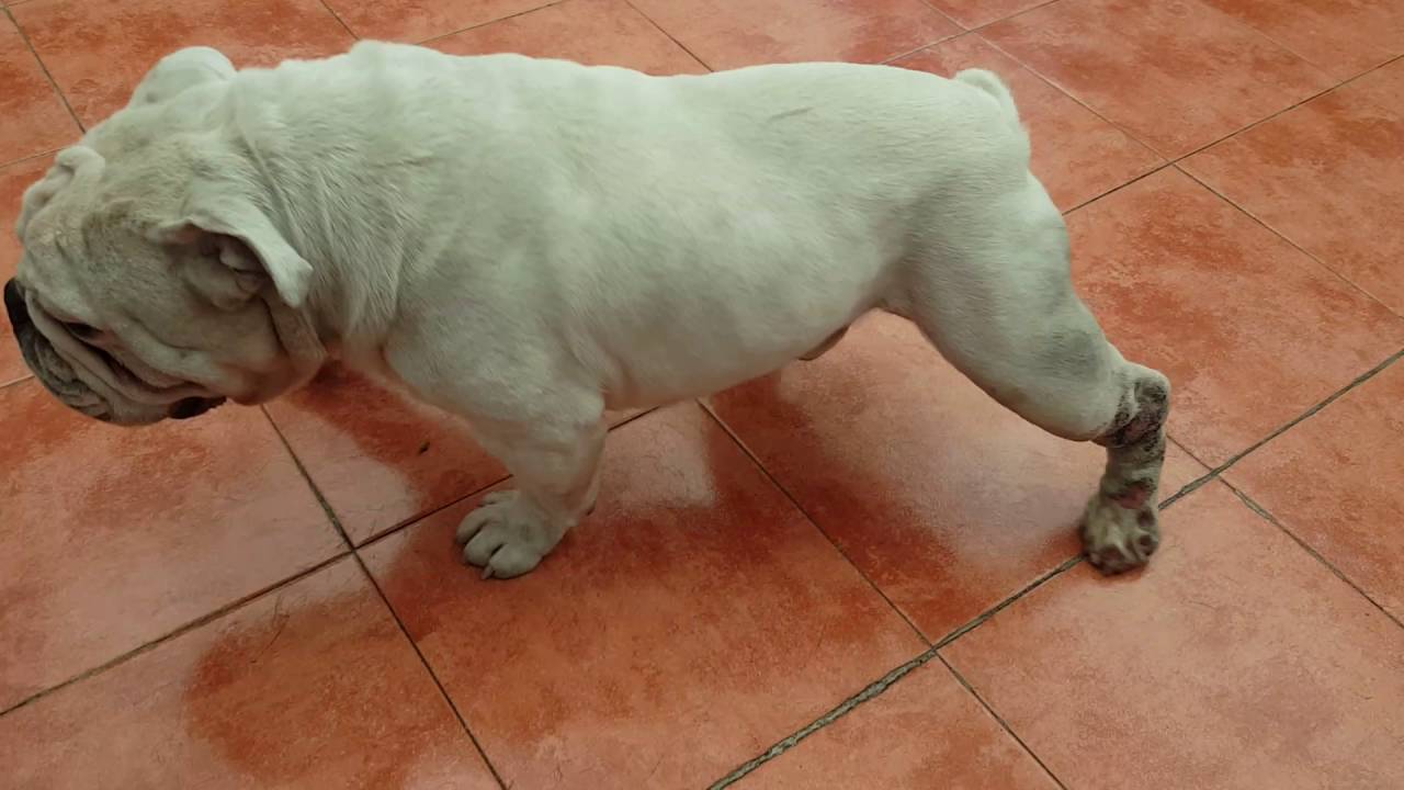 Neurología Veterinaria Ataxia - YouTube