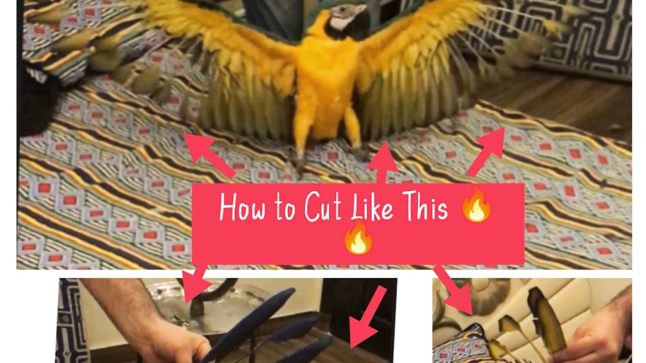 How To Trim/Cut Styleshes Parrots Wings Like This 🔥🔥 #parrotwings # ...