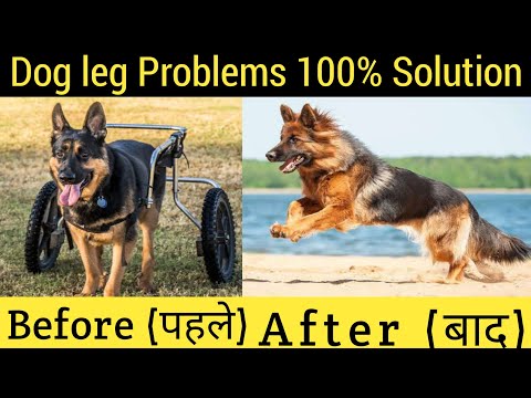 Dog LEGS Bend Problem And 100% SOLUTION||कुत्ते के पैर का इलाज||puppy ...