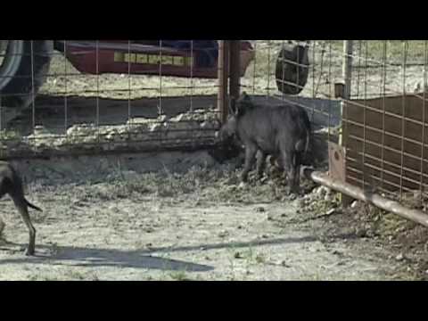 Lacy Puppies Baying a Hog - YouTube