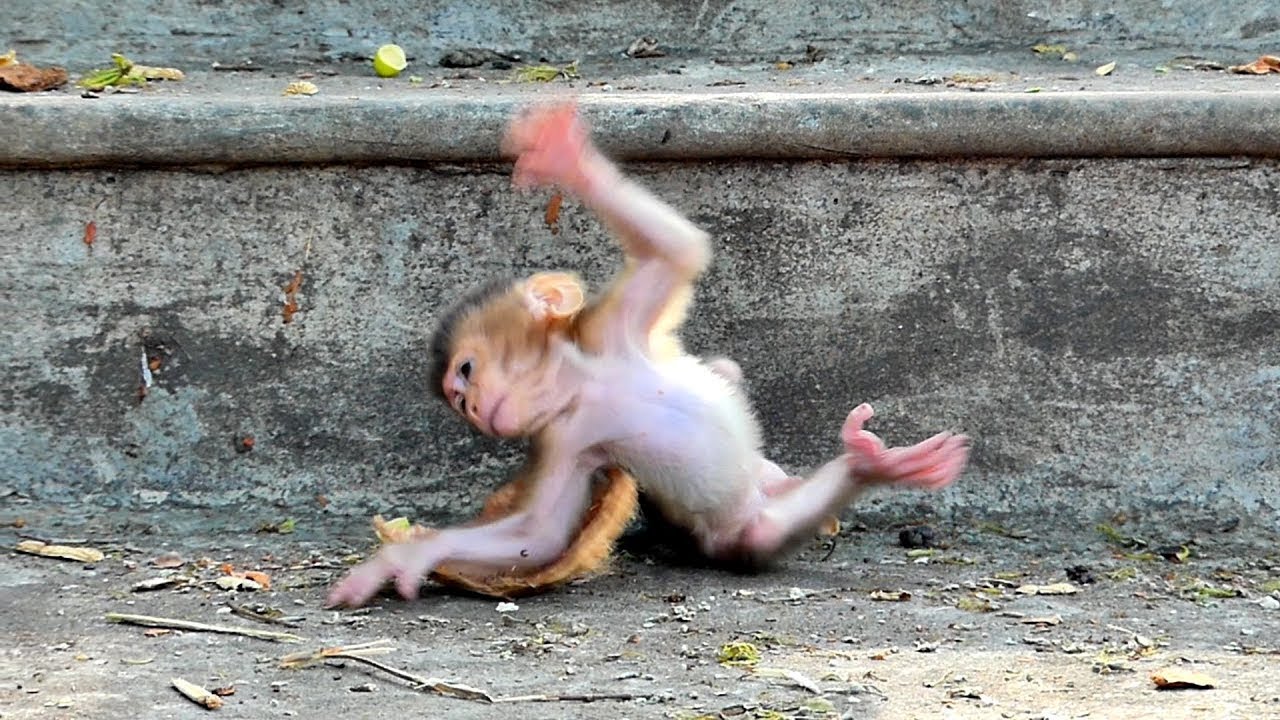 Oh No! This mother really careless to her tiny monkey baby almost ...