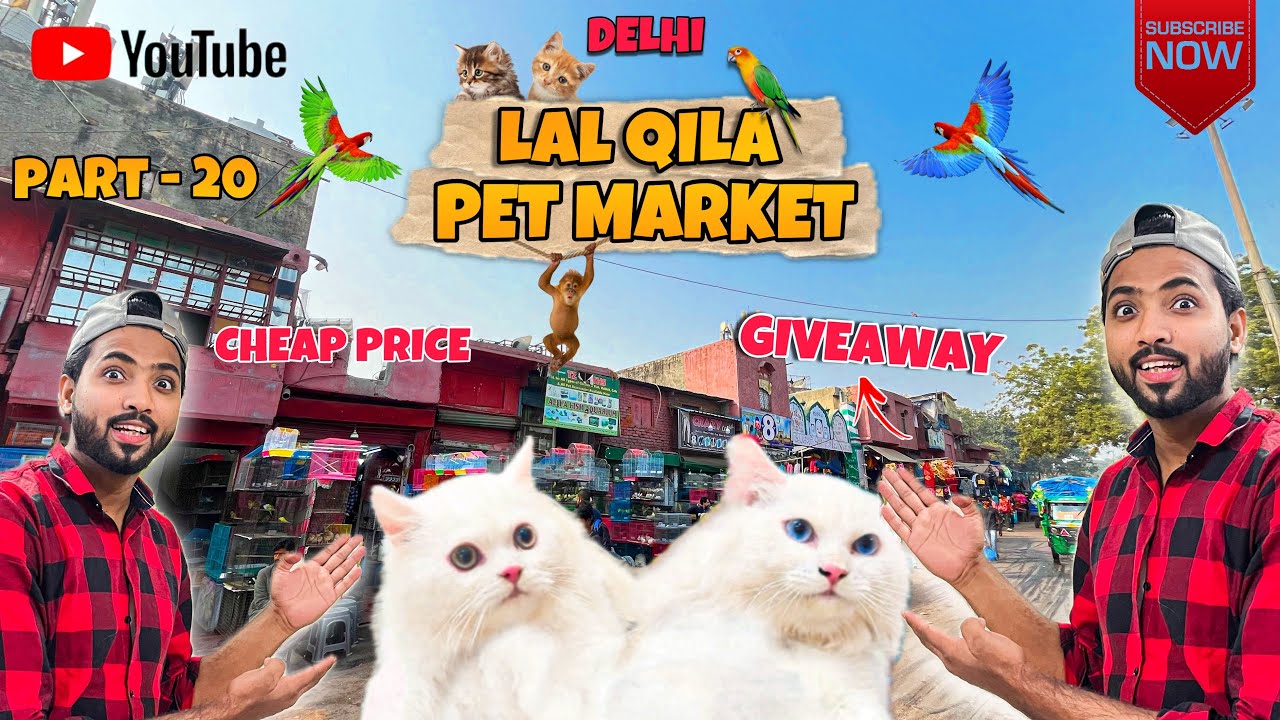 (Delhi) Cheap Price Pet Market | 2024 | Lal Qila Pet Market | Part - 20 ...