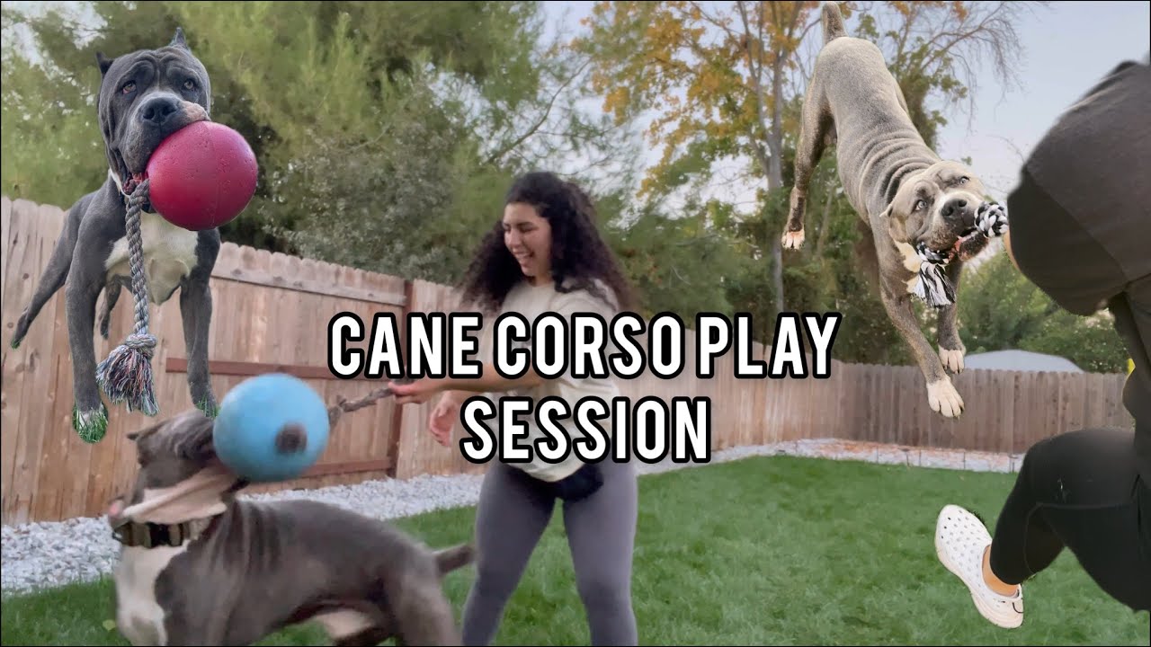 Cane Corso Playing - YouTube