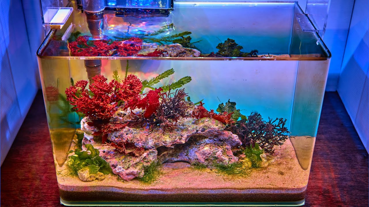 Setting Up Pico Saltwater Planted Tank - YouTube