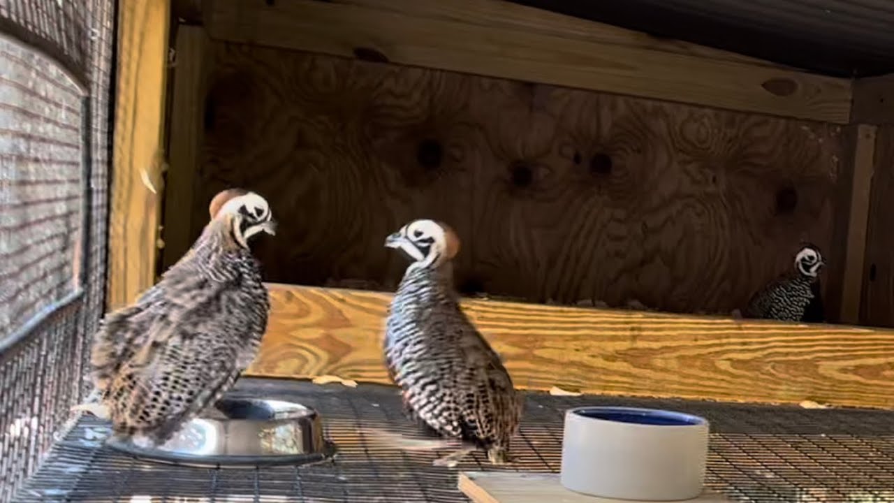 Mearns Quail (Cock fight) I have never seen a male get hurt, all talk ...